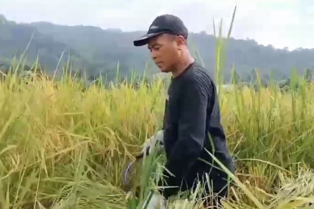 Petani di Jambi Sulap Lahan Bekas Tambang Emas Ilegal Jadi Sawah